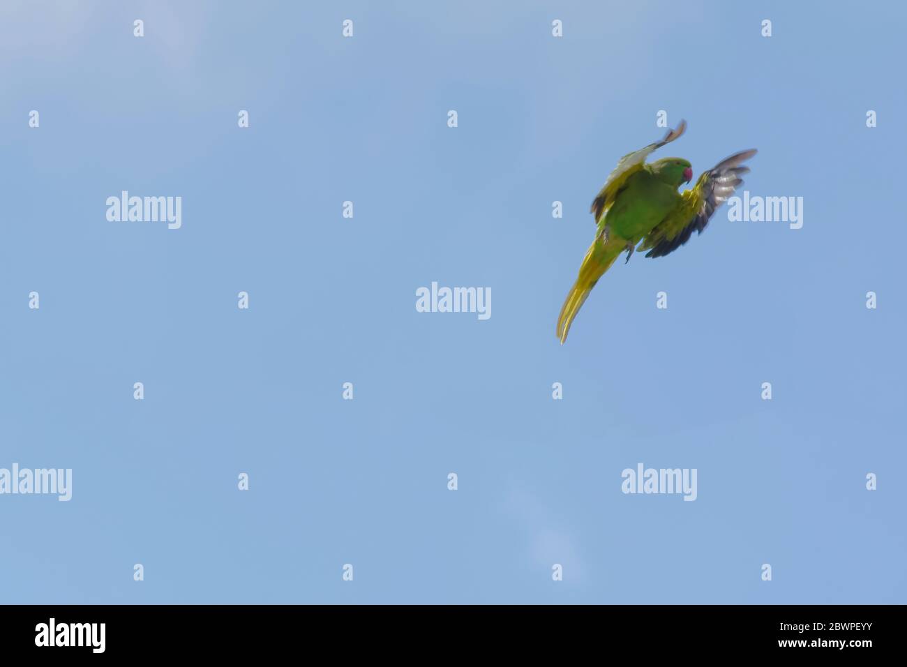 Parrot flying blue sky hi-res stock photography and images - Alamy