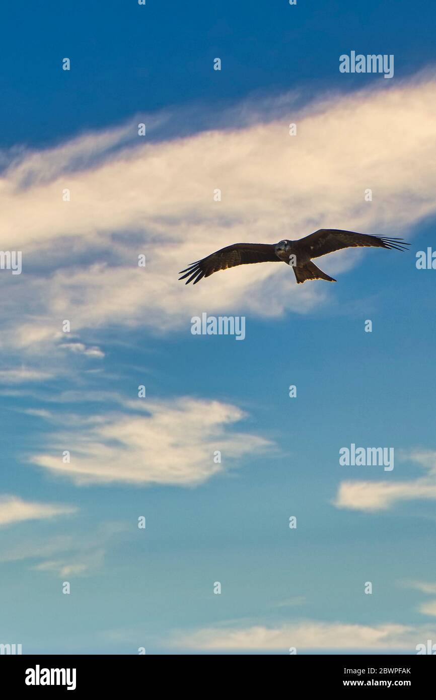 The plumage is actually dark brown, with scattered light brown and ...