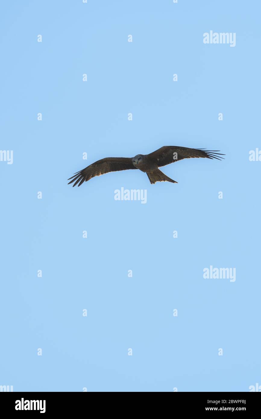 Dark brown raptor hi-res stock photography and images - Alamy