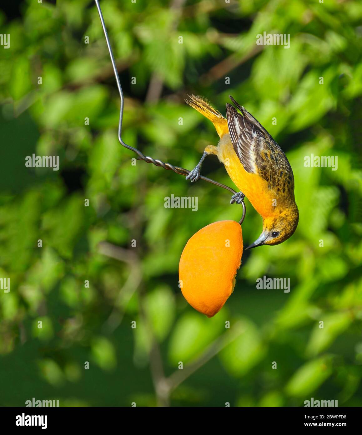 During spring migration through Canada, a Baltimore Oriole stops at a ...