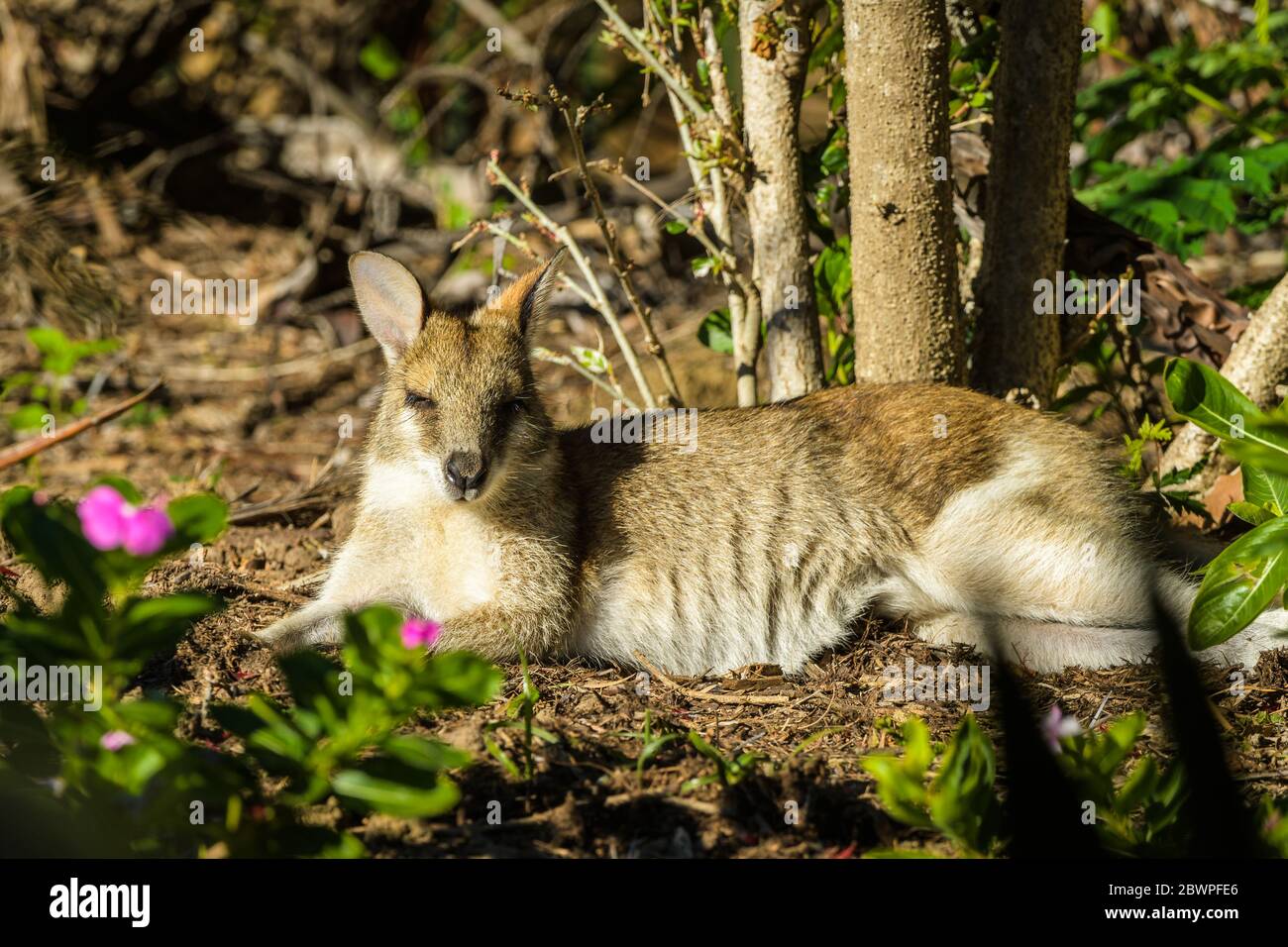 A young female agile wallaby laying down sunning itself in a garden bed ...