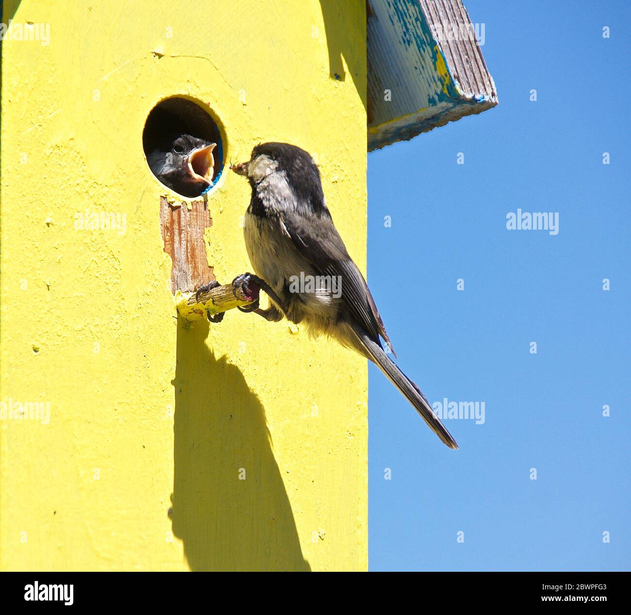 Mommy Chickadee feeding hungry baby bird Stock Photo - Alamy