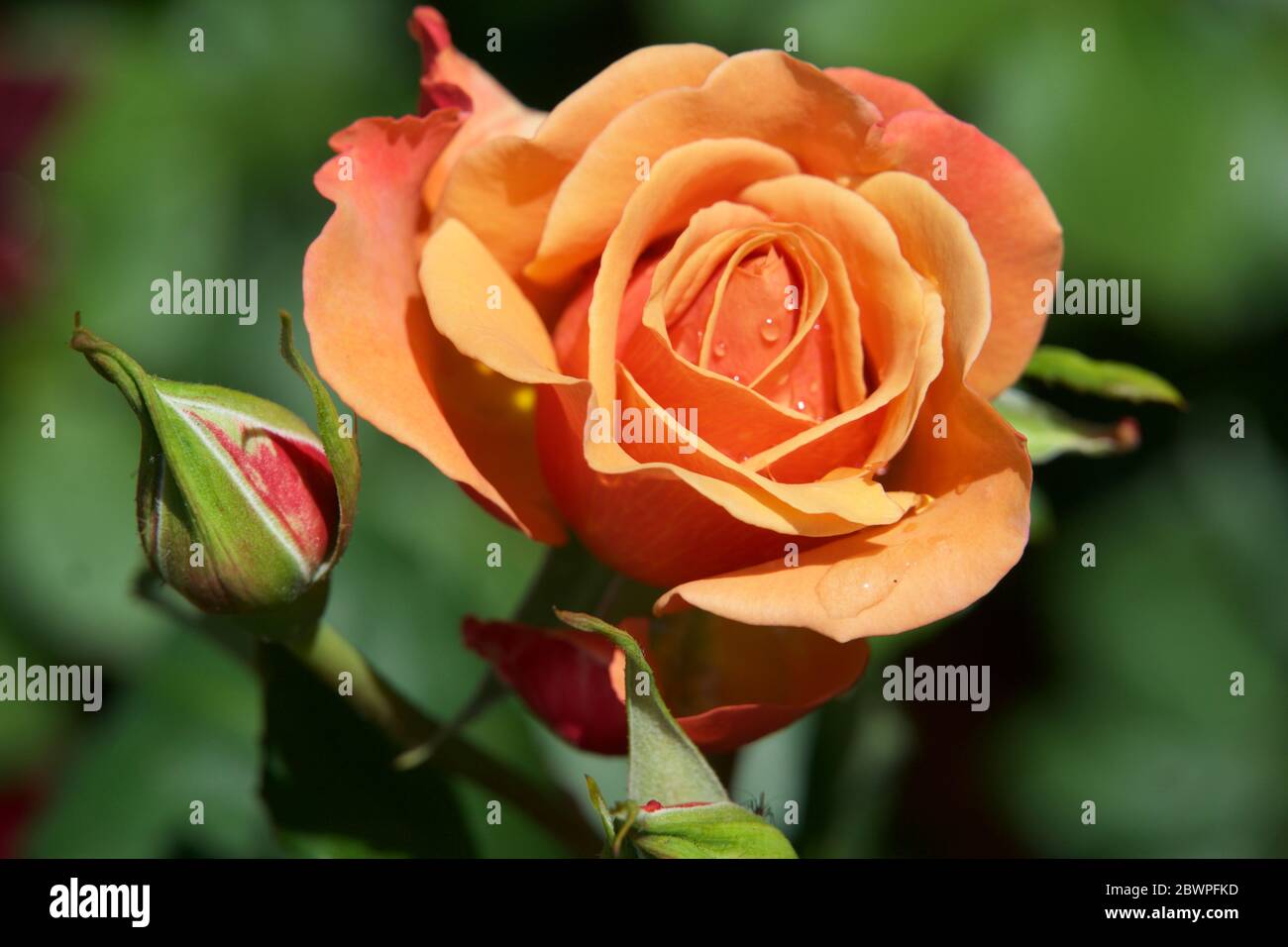 Early Spring rose in all its beauty Stock Photo - Alamy
