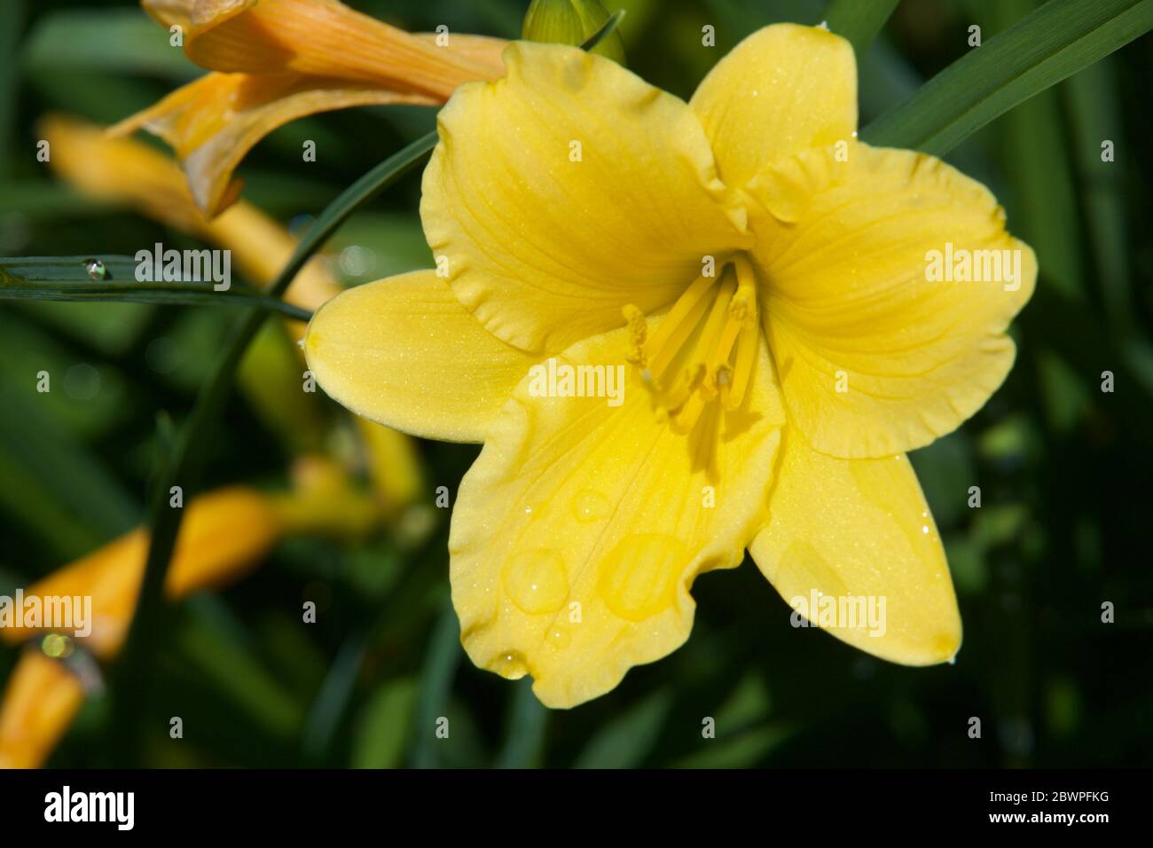 Day Lily in early spring joyfully on display Stock Photo - Alamy