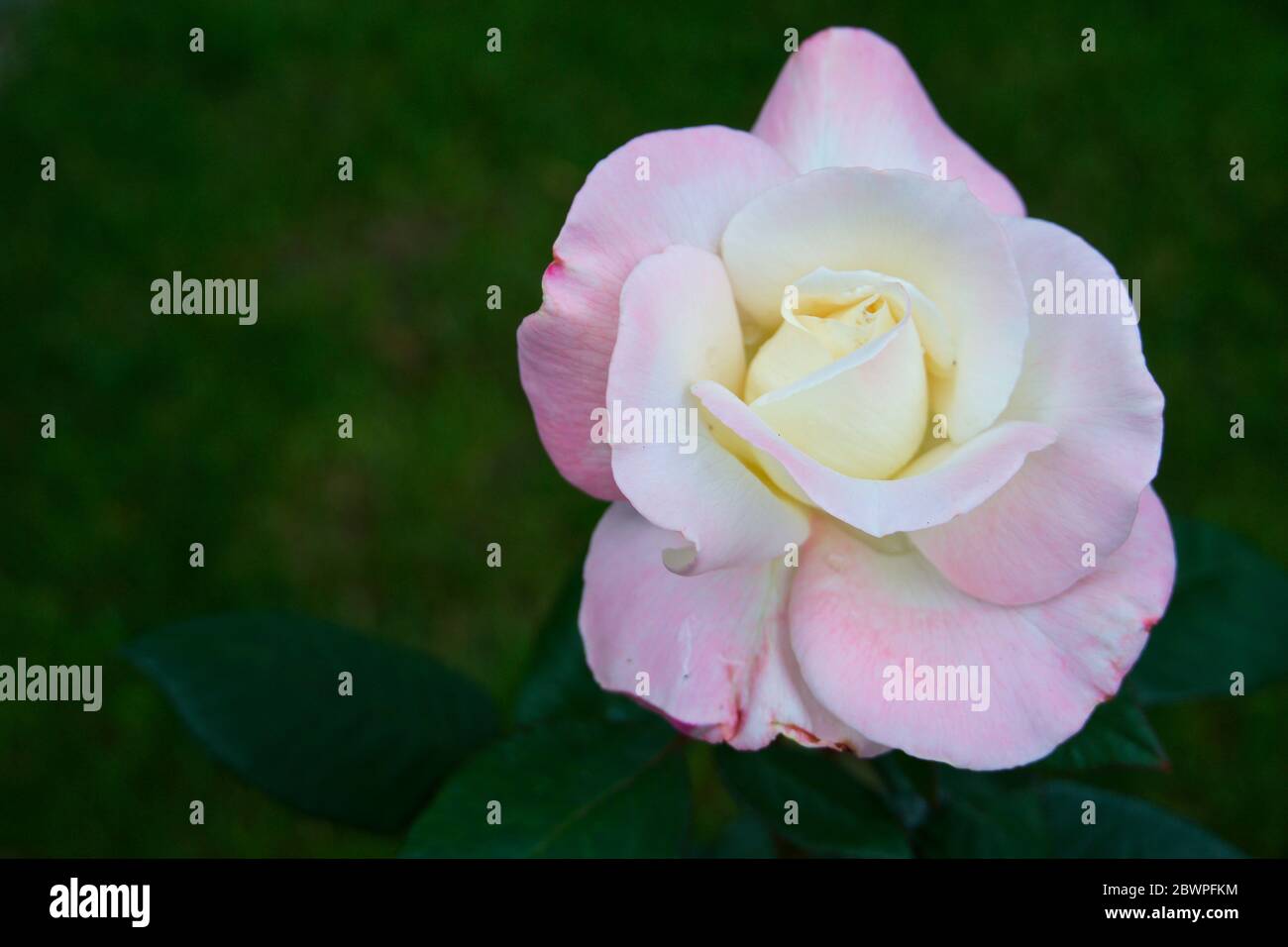 Soft early spring pink and white rose Stock Photo - Alamy