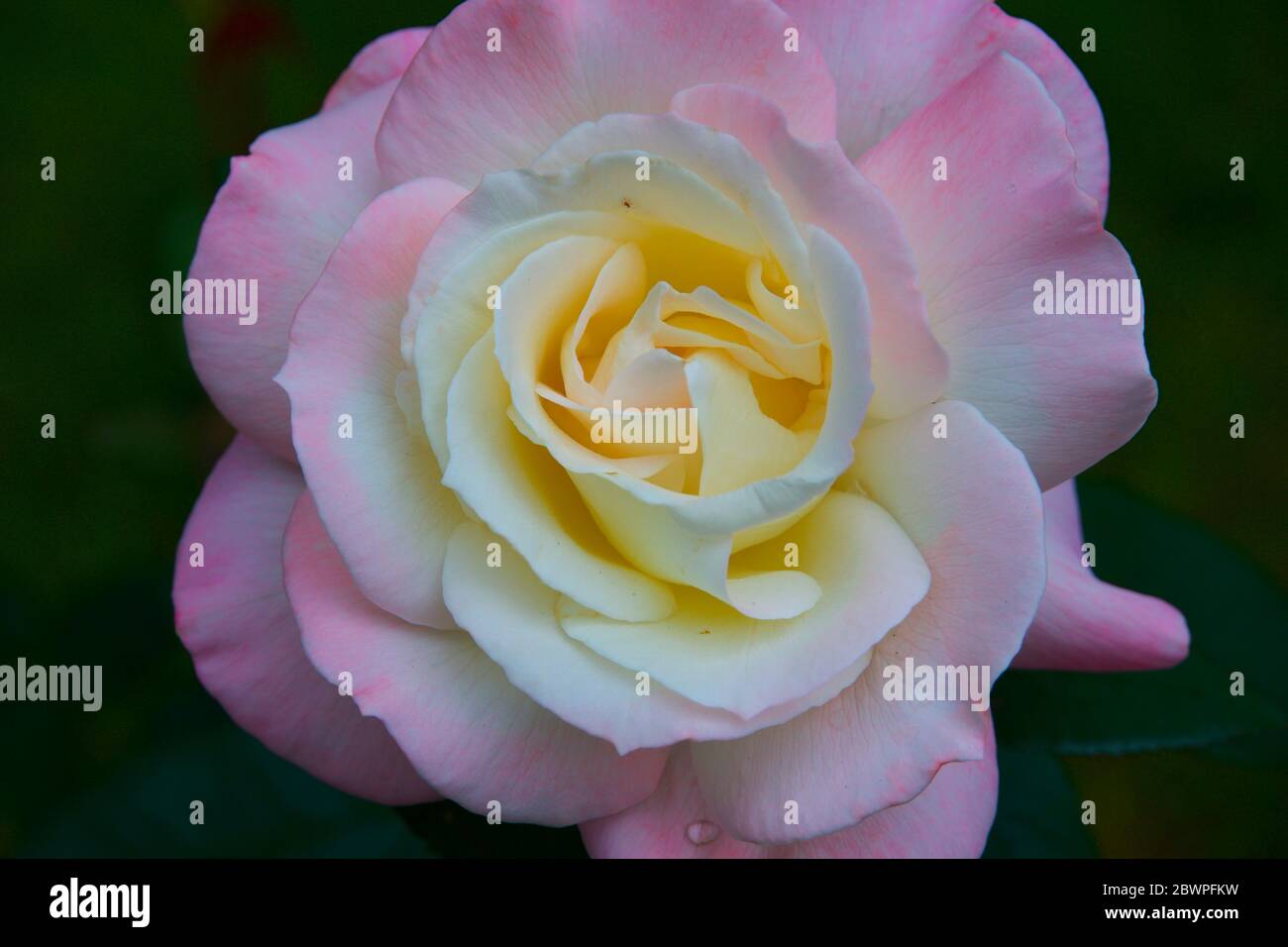 Soft early spring pink and white rose Stock Photo - Alamy