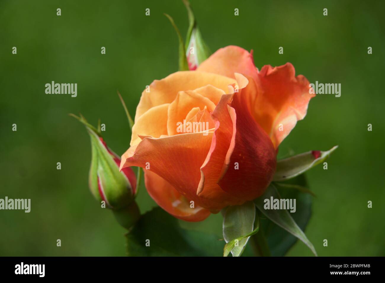Early Spring rose in all its beauty Stock Photo - Alamy