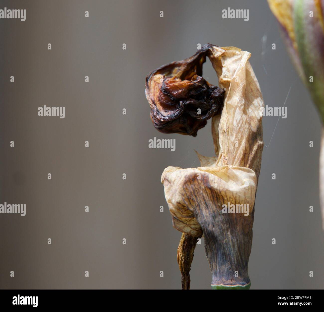 Dead iris hi-res stock photography and images - Alamy