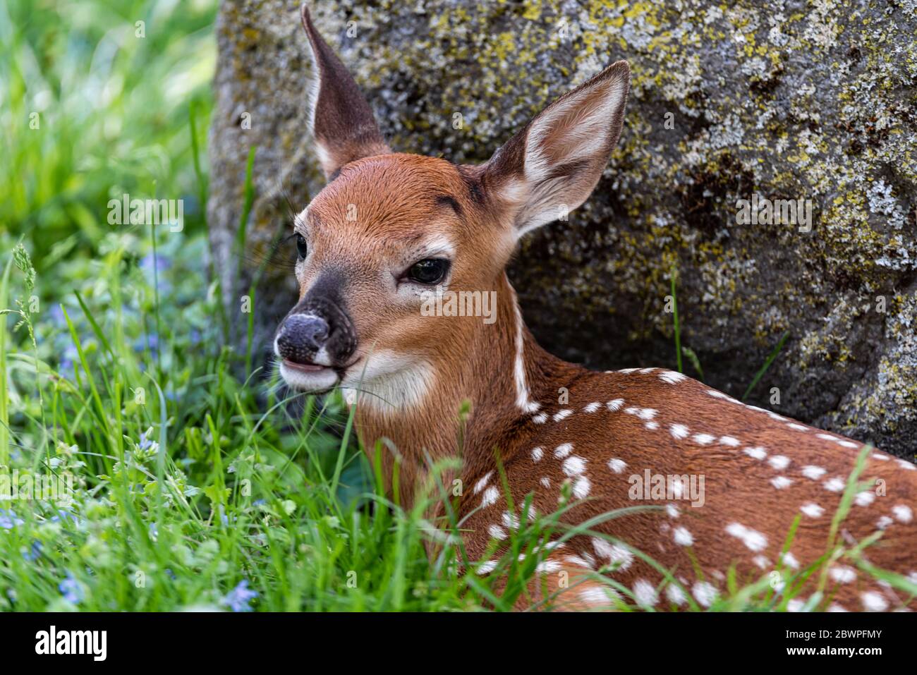 Fawn And Doe