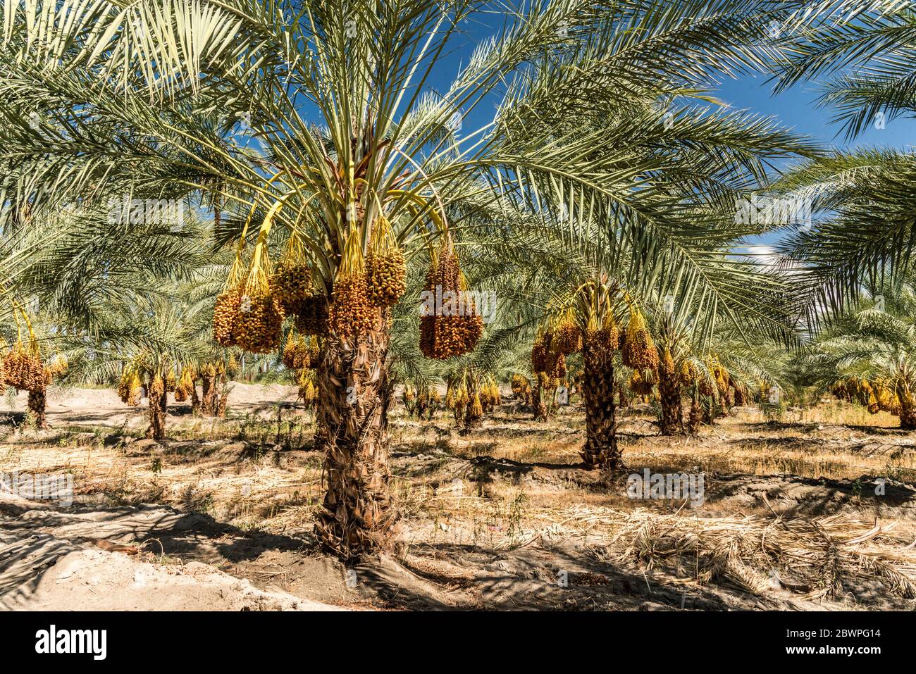 Date Tree Farm in Indio, California Stock Photo - Alamy