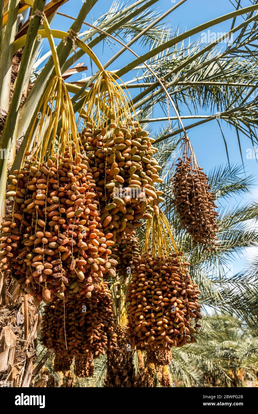 Date Tree Farm in Indio, California Stock Photo - Alamy
