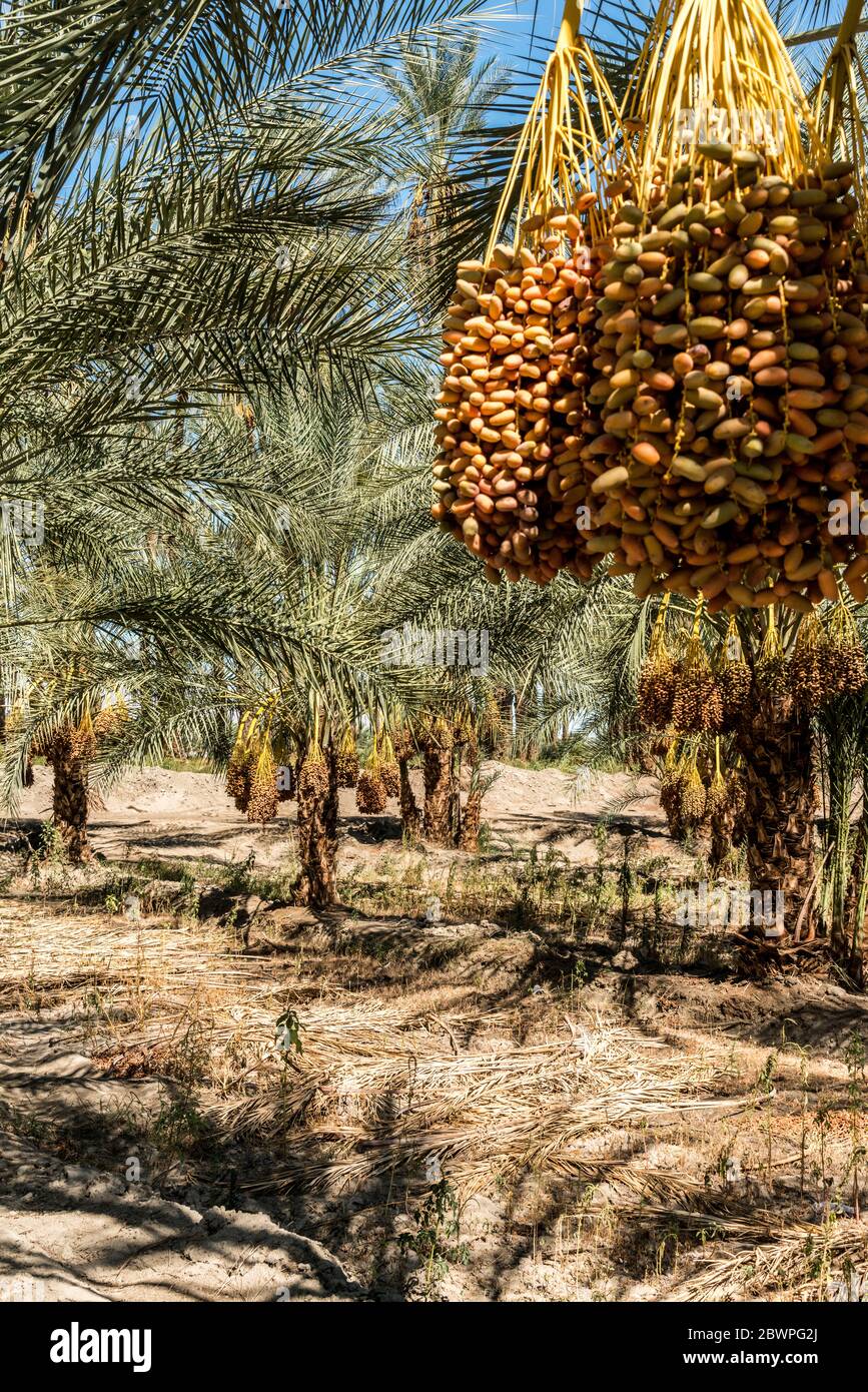 Date Tree Farm in Indio, California Stock Photo - Alamy