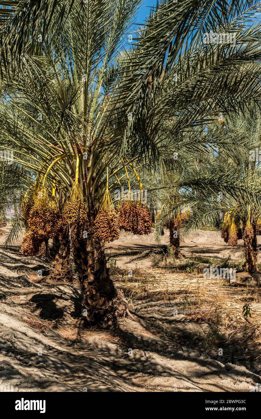 Date Tree Farm in Indio, California Stock Photo - Alamy