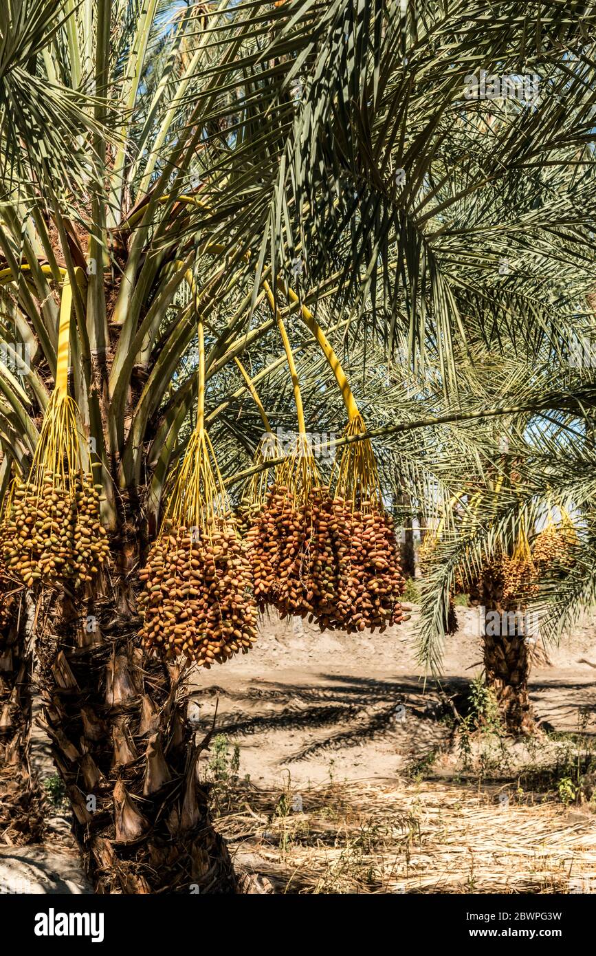 Date Tree Farm in Indio, California Stock Photo - Alamy