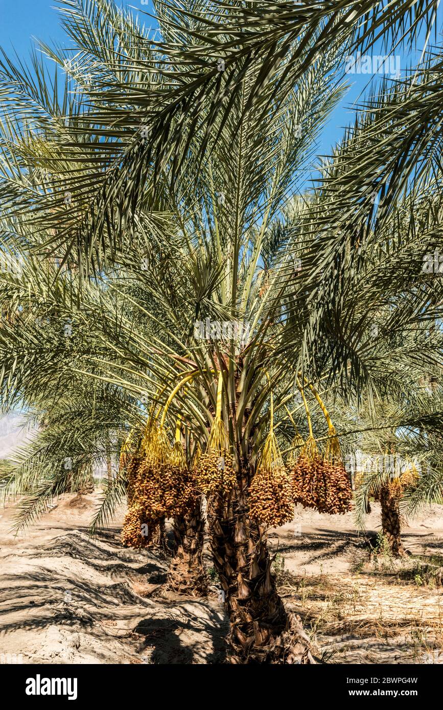 Date Tree Farm in Indio, California Stock Photo - Alamy