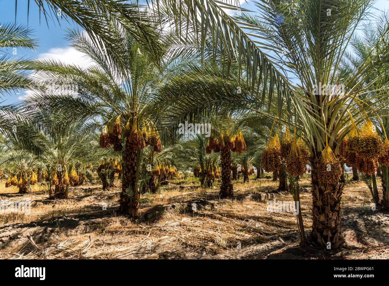 Date Tree Farm in Indio, California Stock Photo - Alamy