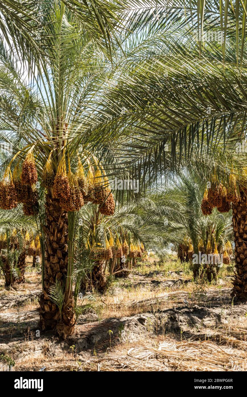 Coachella valley dates hi-res stock photography and images - Alamy
