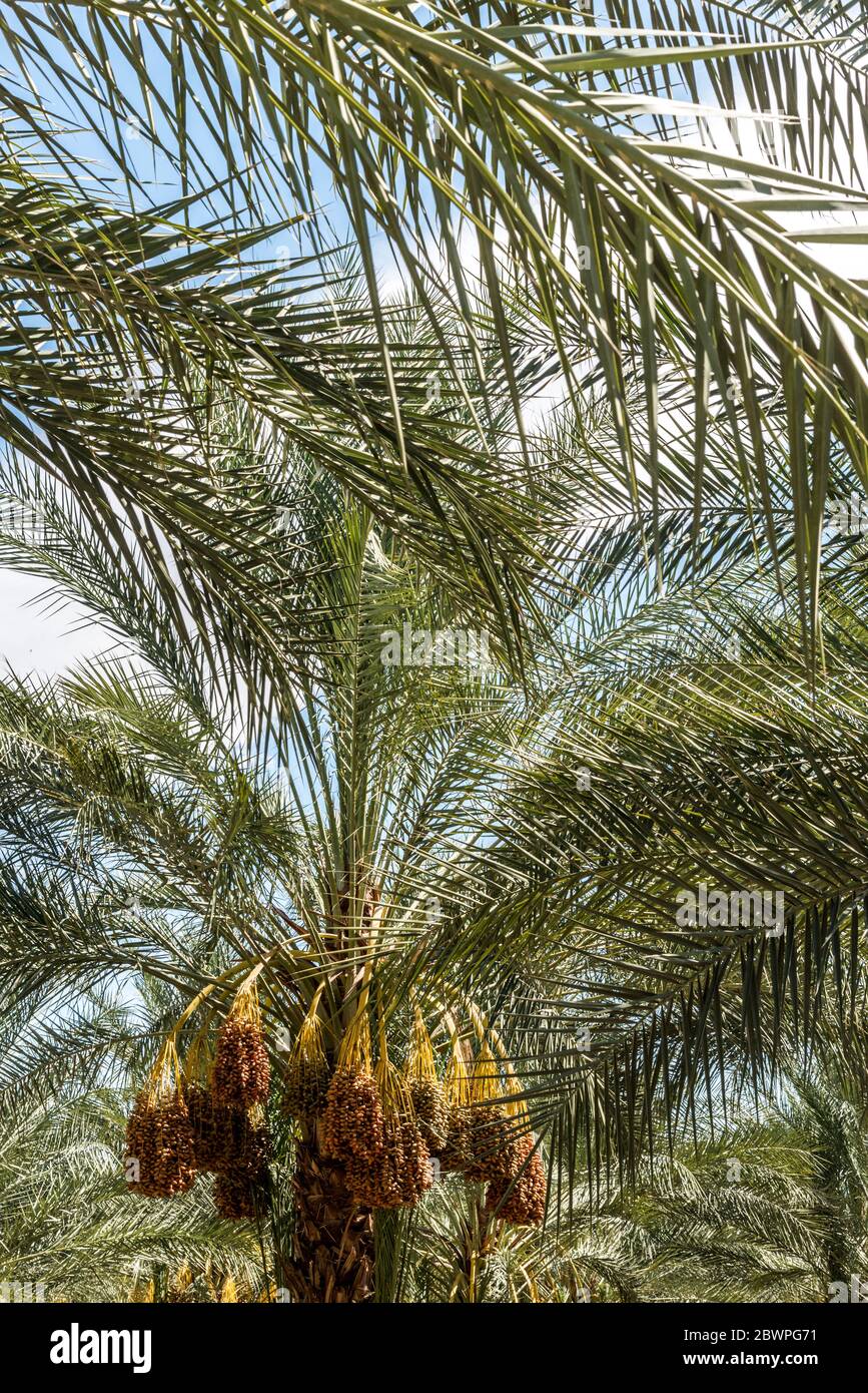 Date Tree Farm in Indio, California Stock Photo - Alamy
