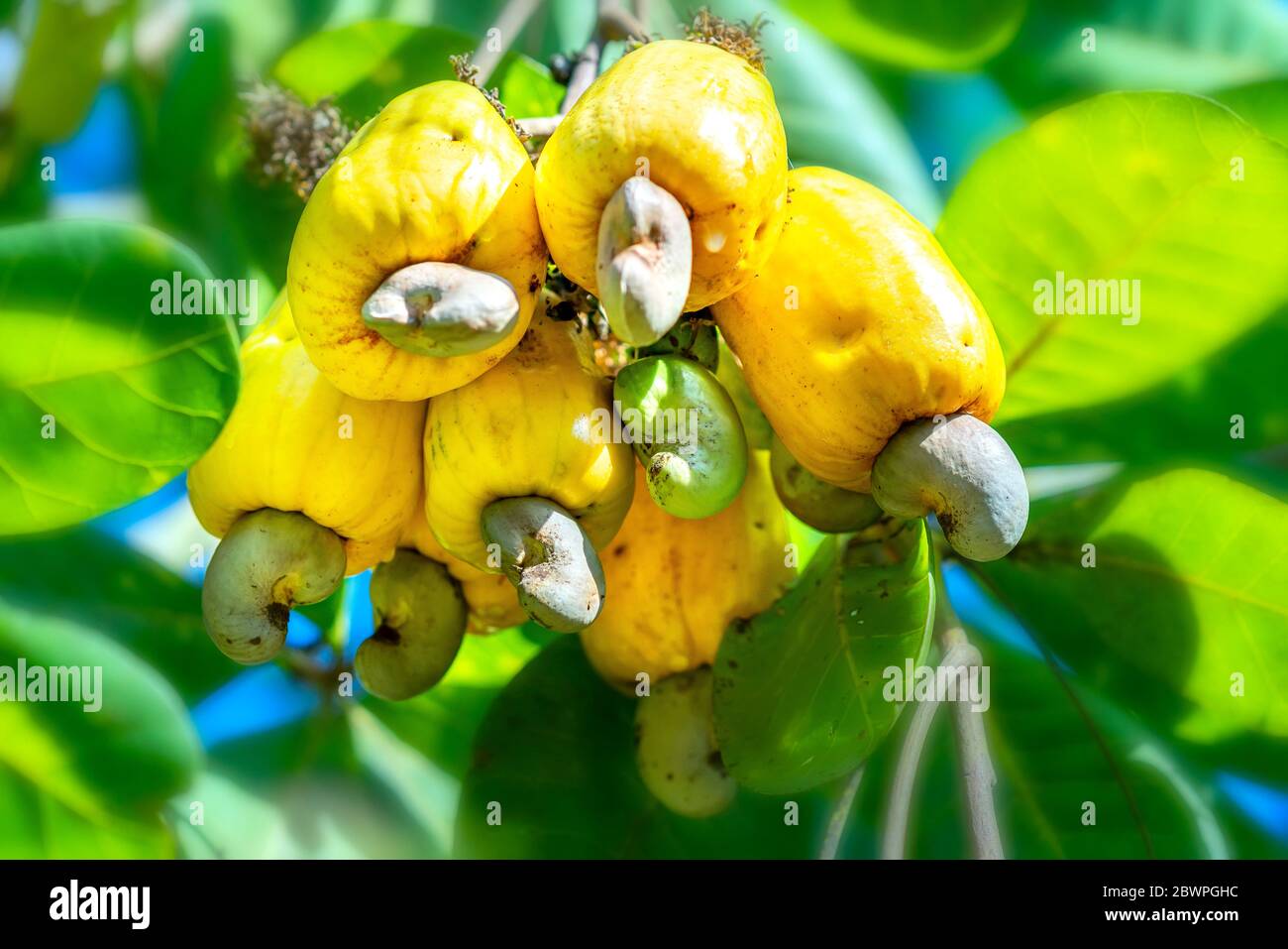 Cashew nut fruit or Anacardium occidentale on tree is about to ripen ...