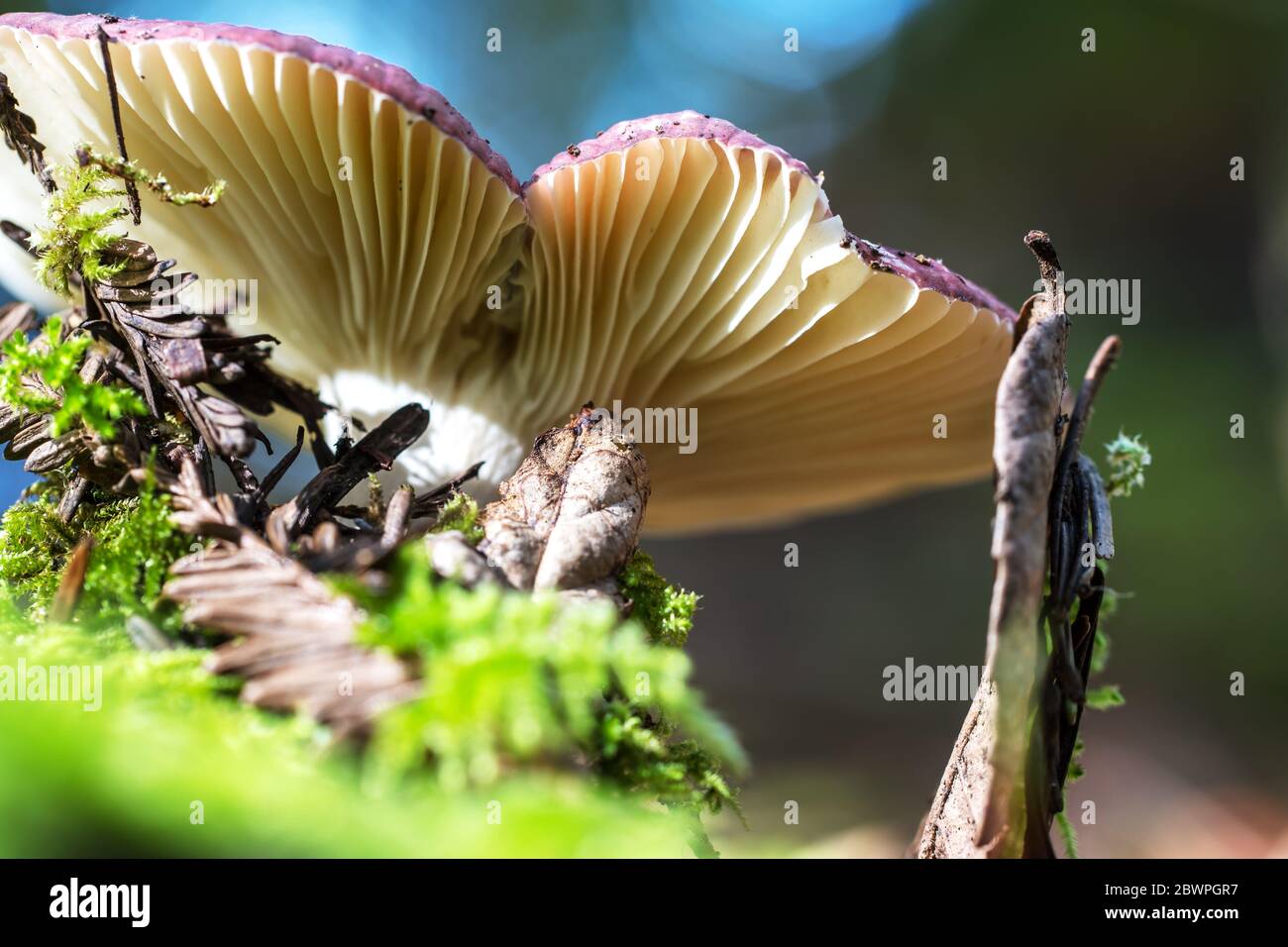 Mushroom seen from underneath in the forest Stock Photo - Alamy