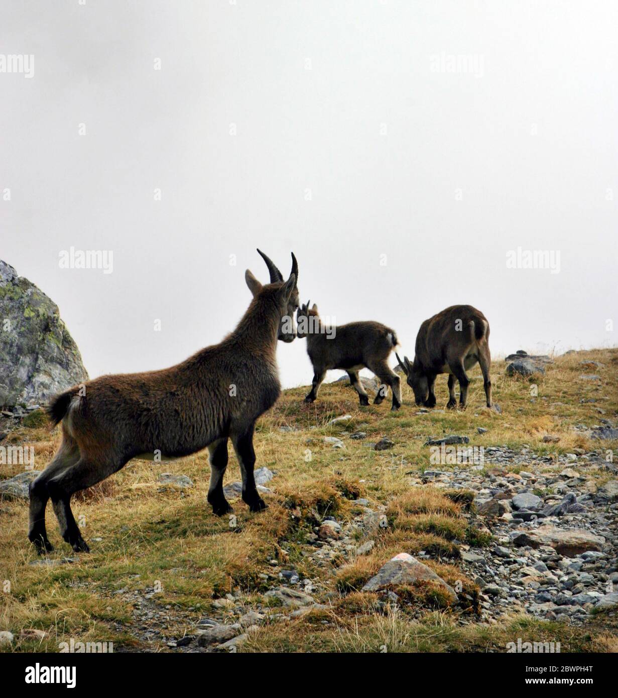 Trinity alps and animal hi-res stock photography and images - Alamy