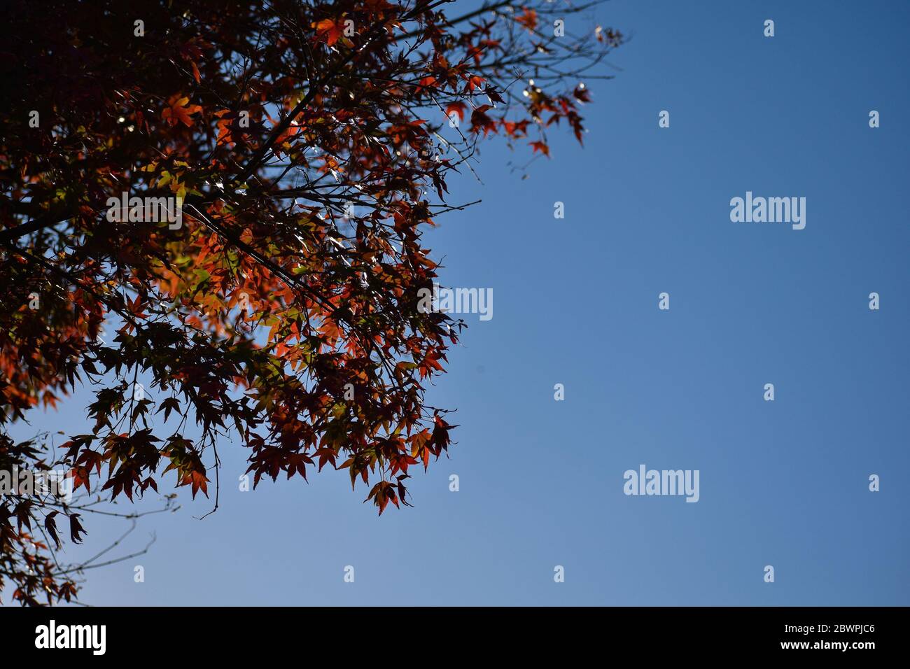 Ballarat autumn hi-res stock photography and images - Alamy