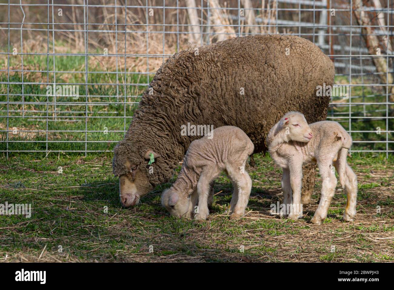 A merino ewe and her new lambs Stock Photo - Alamy