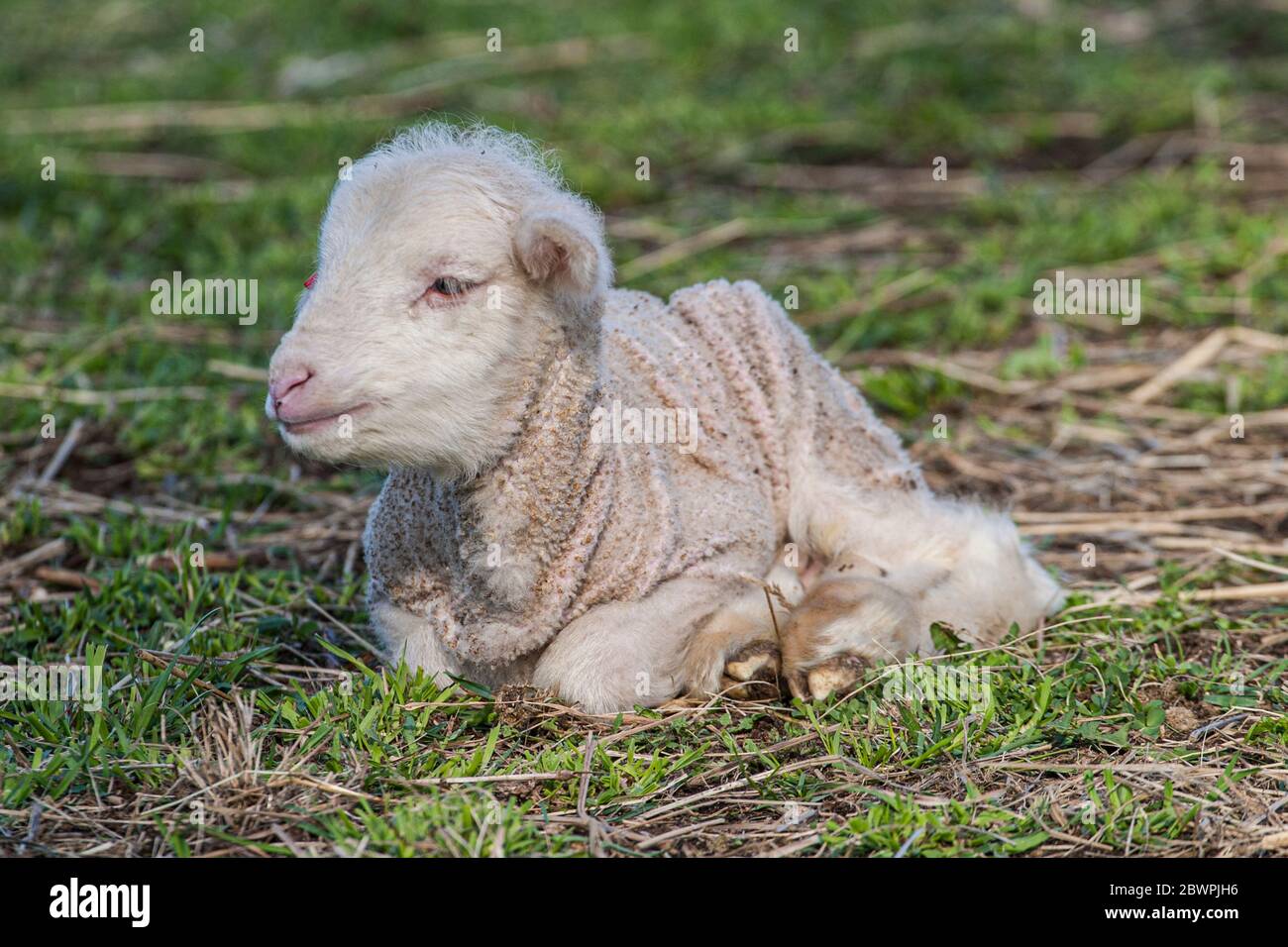Lamb farm hi-res stock photography and images - Alamy