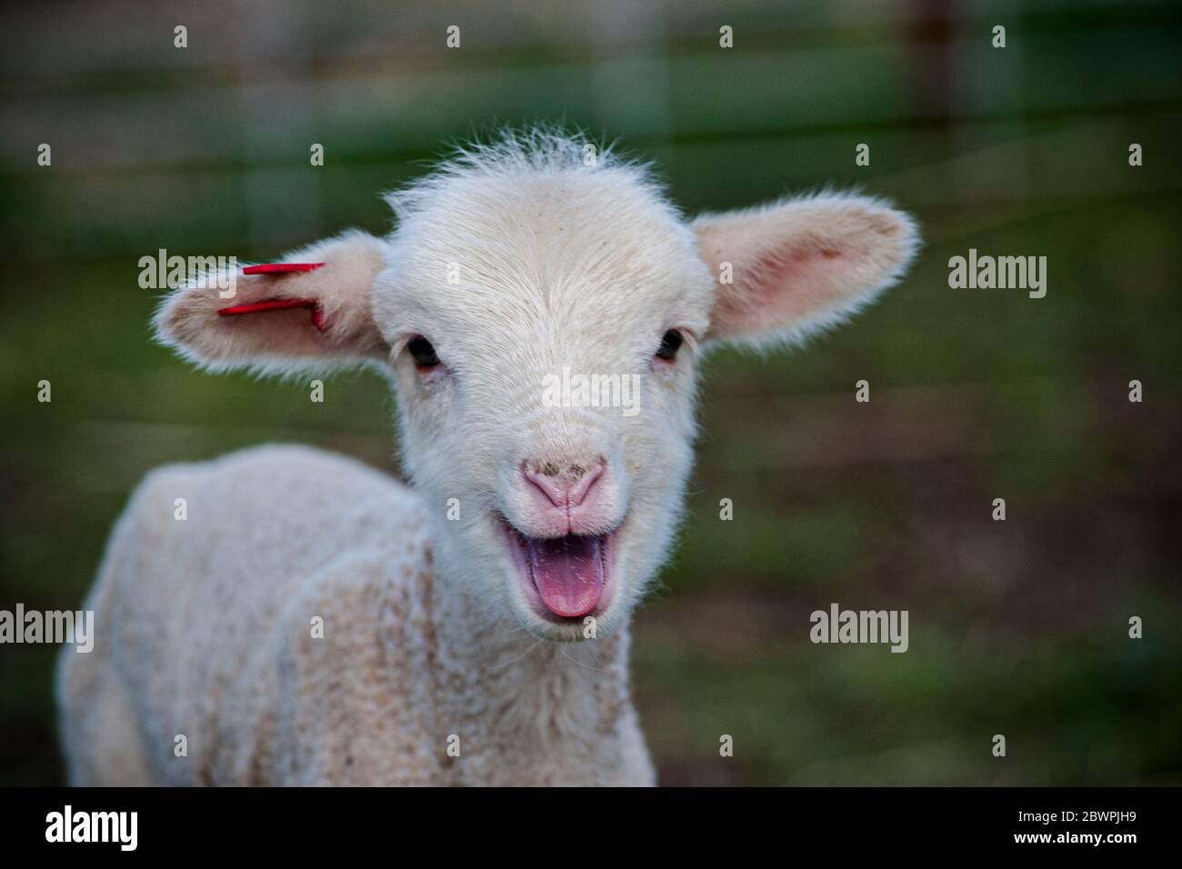Lamb farm hi-res stock photography and images - Alamy