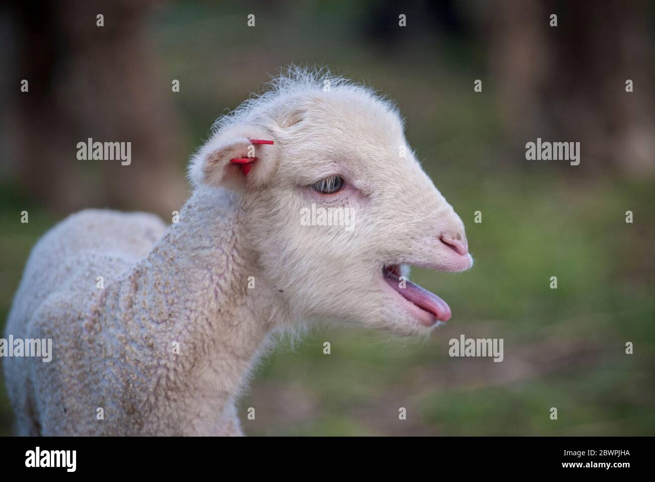 Lamb farm hi-res stock photography and images - Alamy