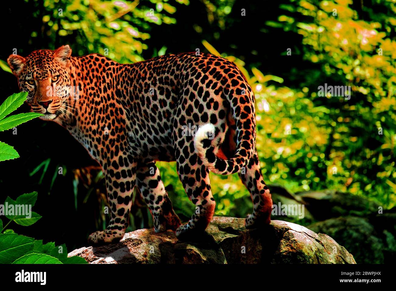 Amazon River Jaguar