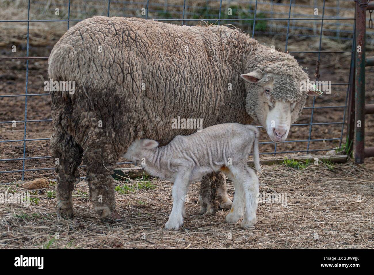 A new born lamb feeding from its mother Stock Photo - Alamy