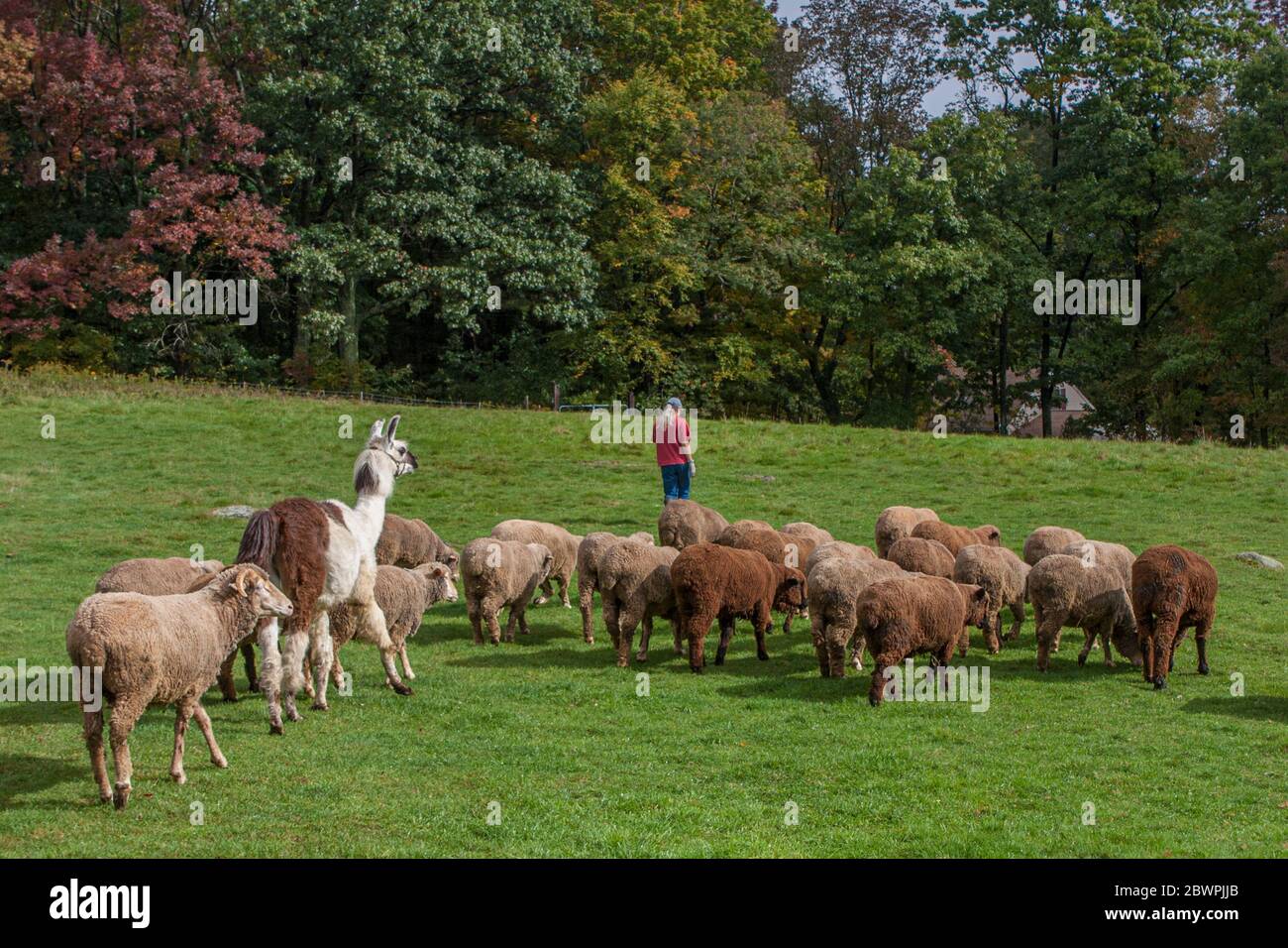 Sheep being led out to graze by the farmer Stock Photo - Alamy