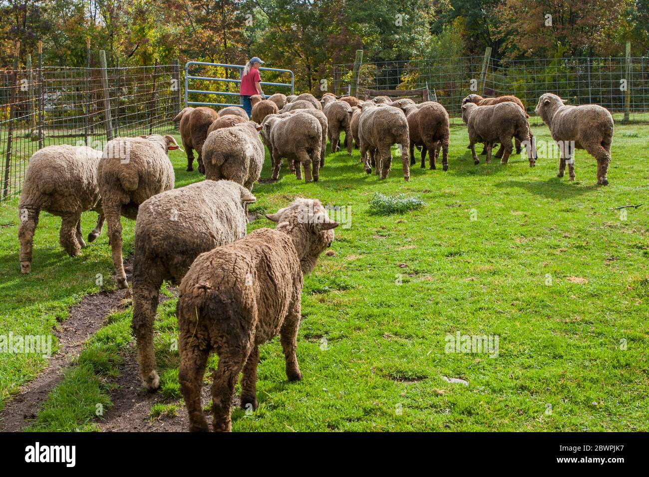 Led by sheep hi-res stock photography and images - Alamy