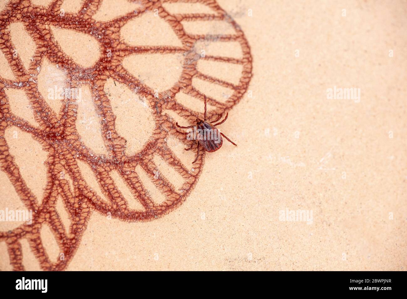 A true ixodid mite blood sucking parasite carrying the acarid disease ...