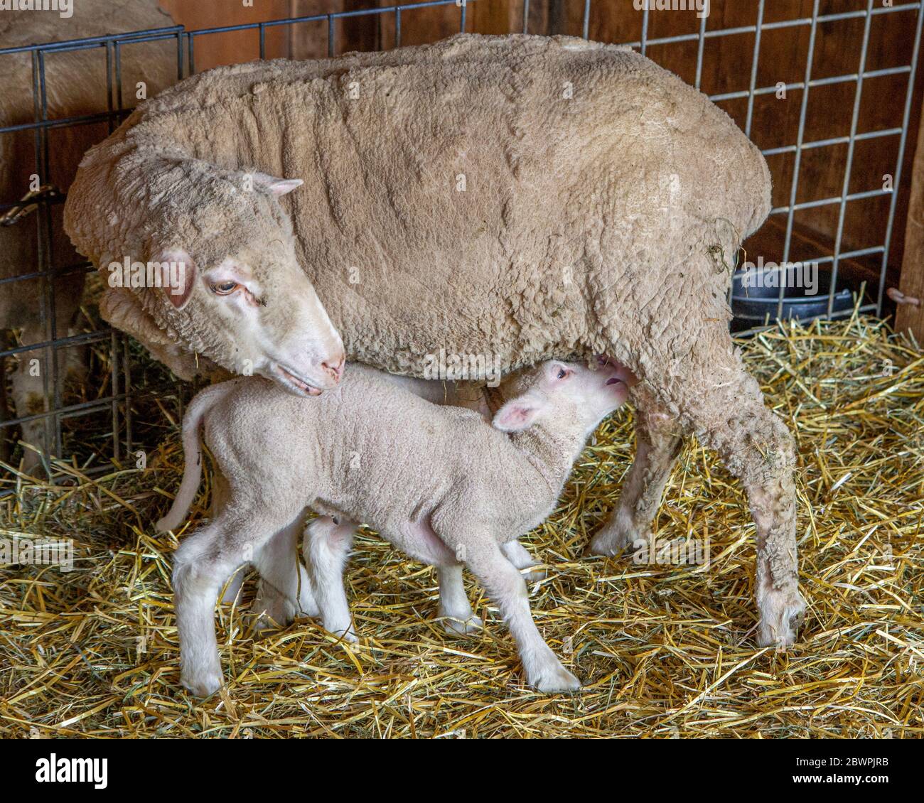 A new born lamb feeding from its mother Stock Photo - Alamy