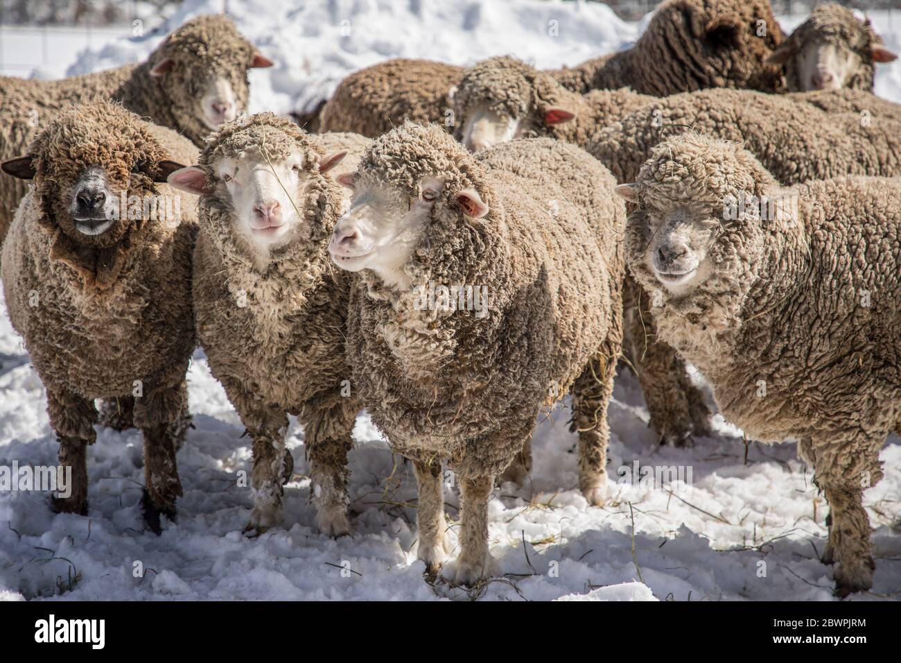 Farm with sheep hi-res stock photography and images - Alamy