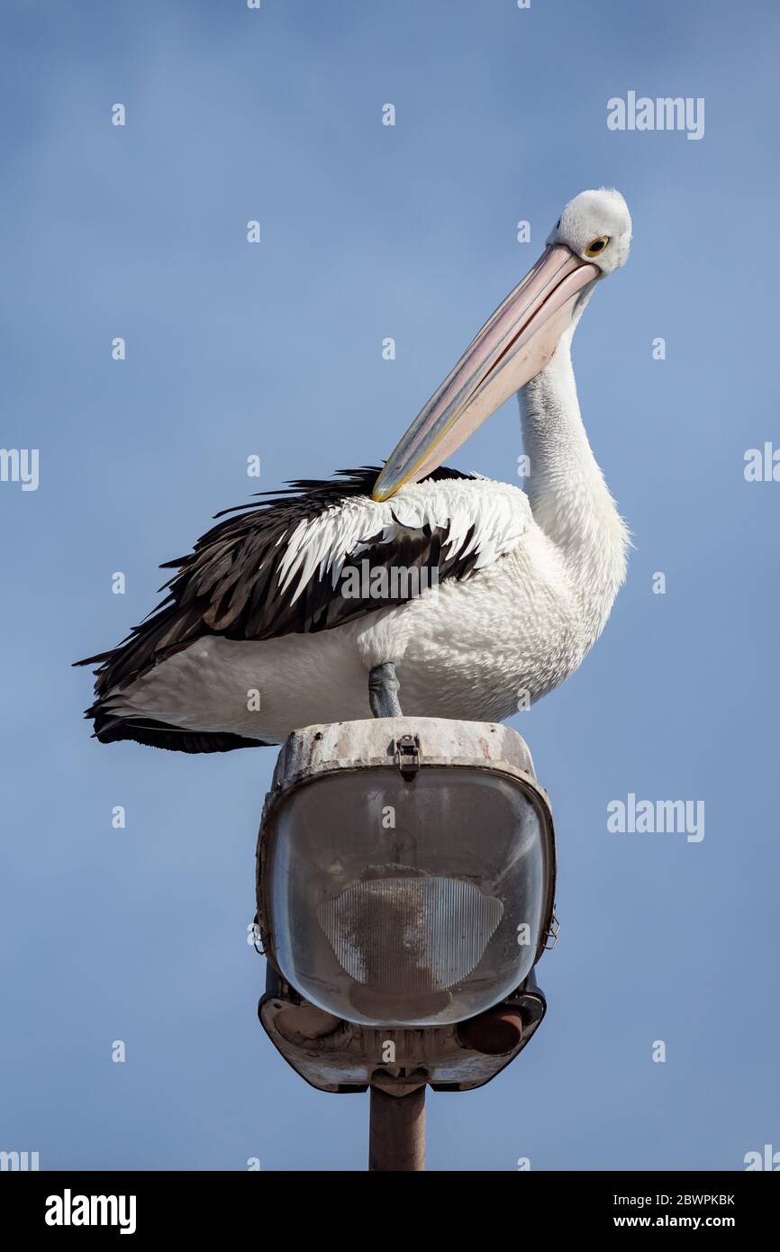 A friendly pelican captured on top of a lamp post in Whyalla South ...