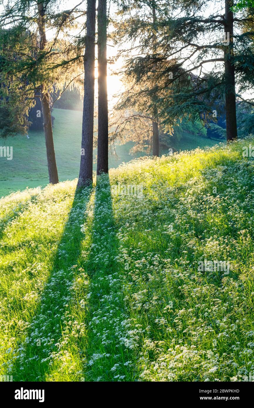 Early morning spring sunlight through pine trees in Blenheim palace ...