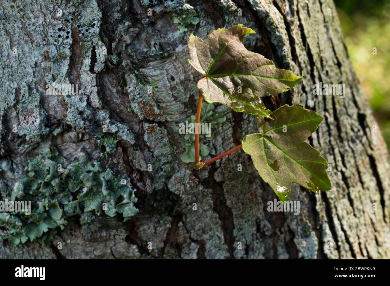 A new branch and leaves growing from the trunk of a Maple tree in ...