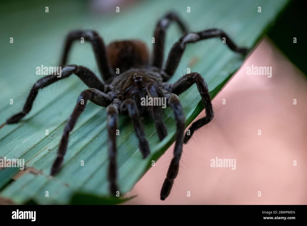 Goliath birdeater tarantula (Theraphosa blondi) in the Peruvian ...