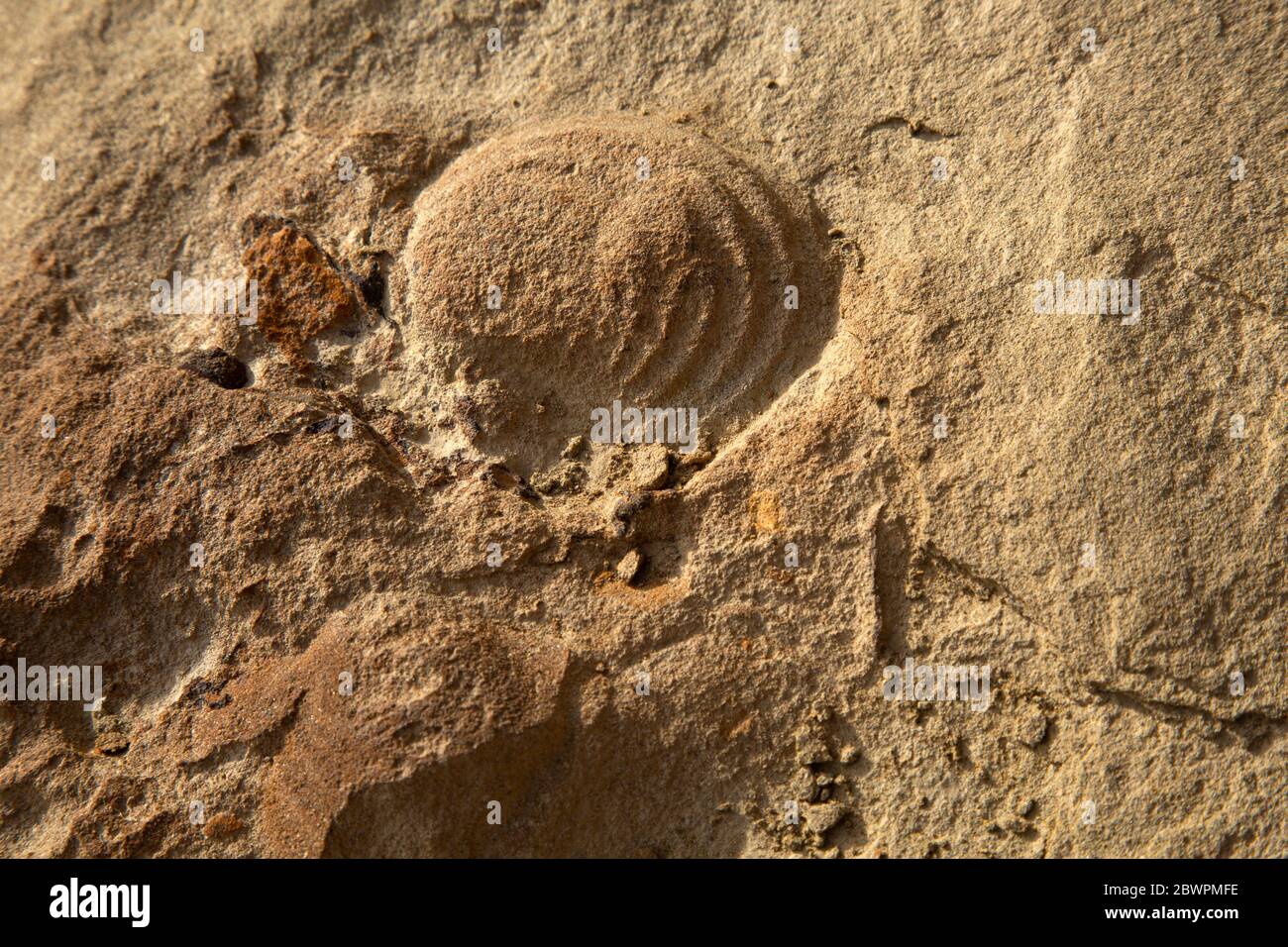 Trace fossil hi-res stock photography and images - Alamy