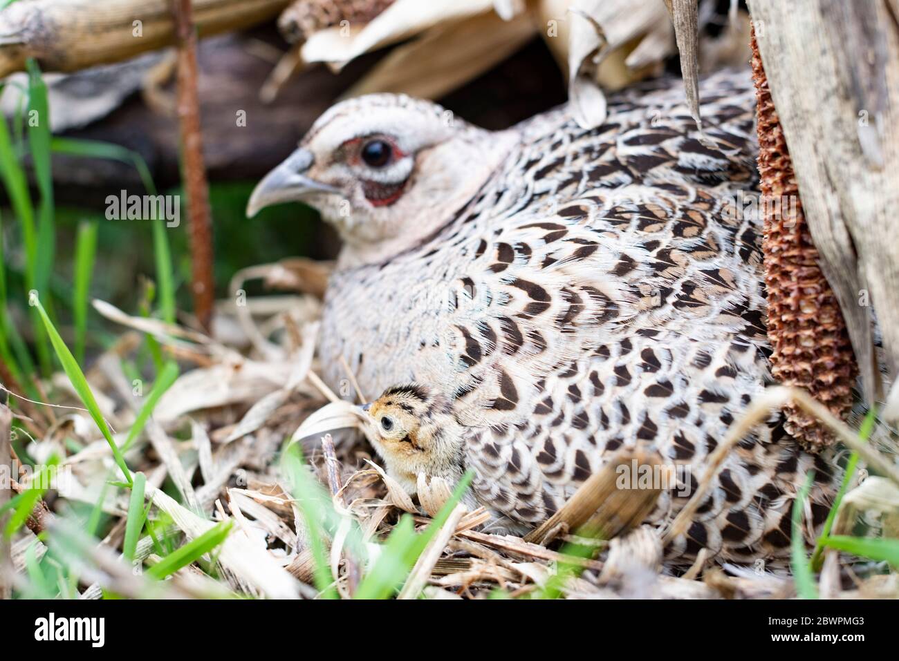 A Hen Pheasant on her nest with newly hatched chicks on a spring day in ...