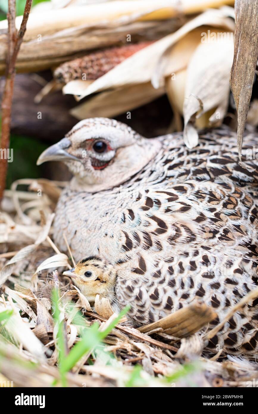 A Hen Pheasant on her nest with newly hatched chicks on a spring day in ...