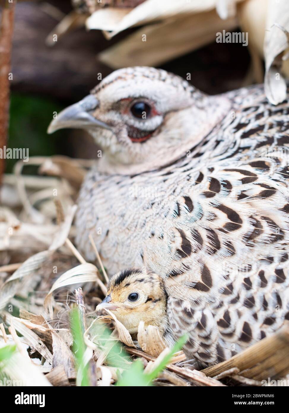 A Hen Pheasant on her nest with newly hatched chicks on a spring day in ...