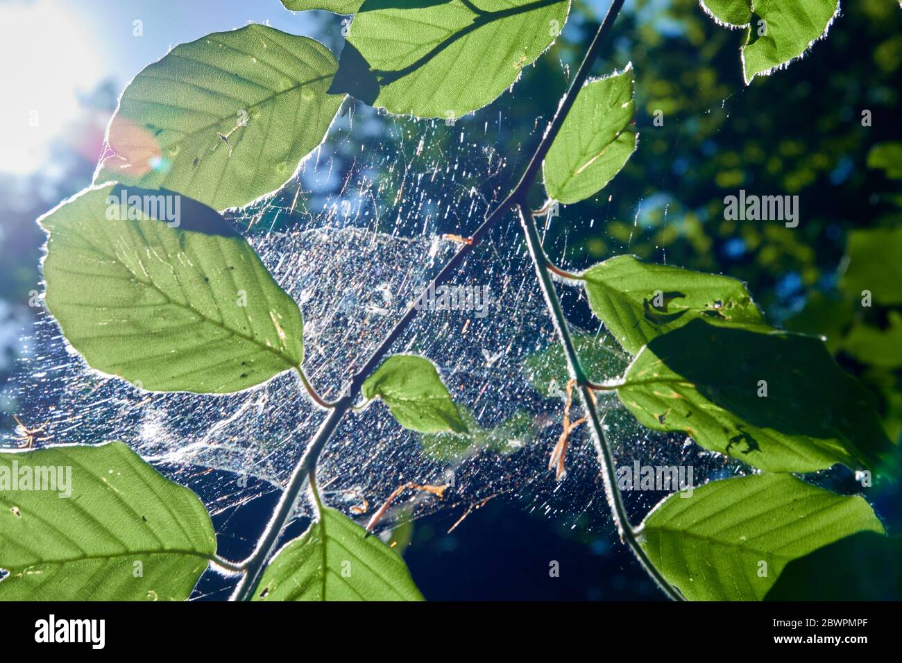 Spider web hangs in the tree of the green forest, small spider can be ...