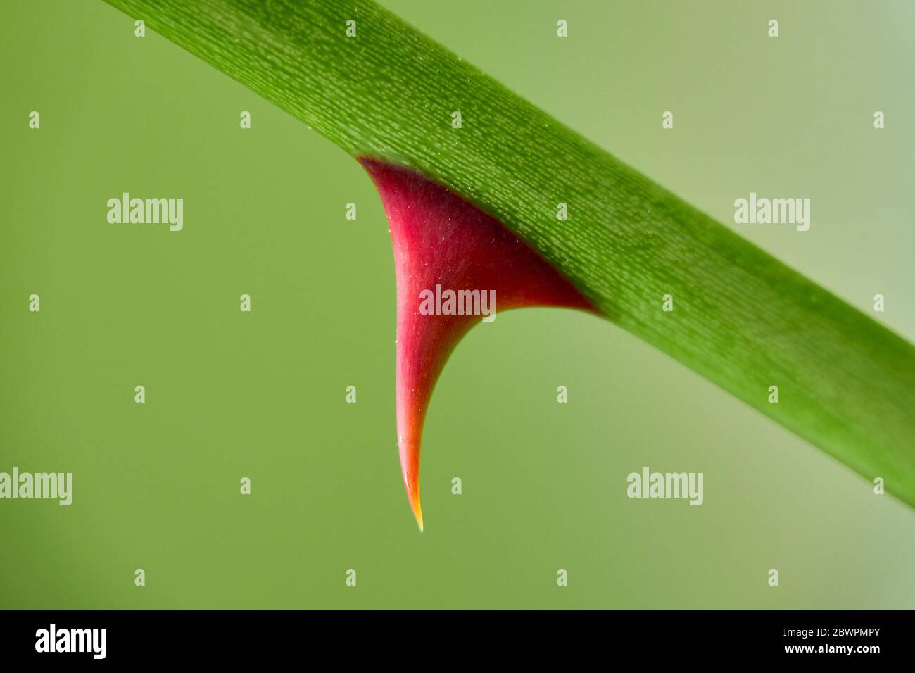 Sharp red color hi-res stock photography and images - Alamy