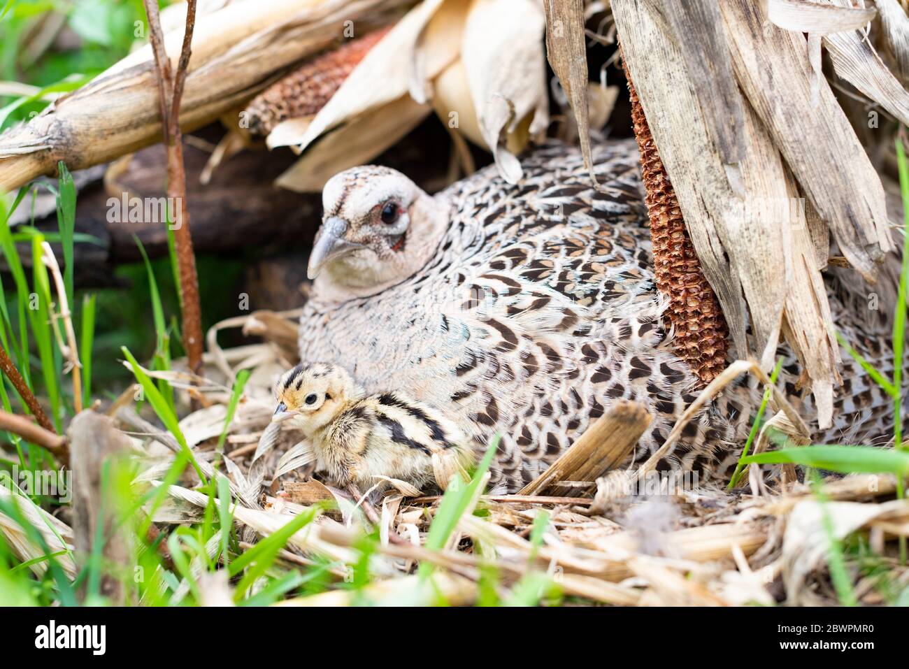 A Hen Pheasant on her nest with newly hatched chicks on a spring day in ...