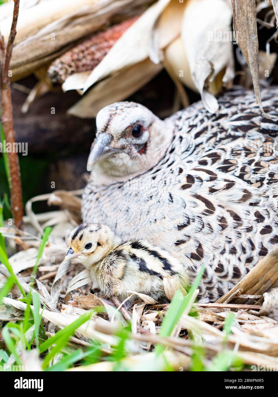 A Hen Pheasant on her nest with newly hatched chicks on a spring day in ...