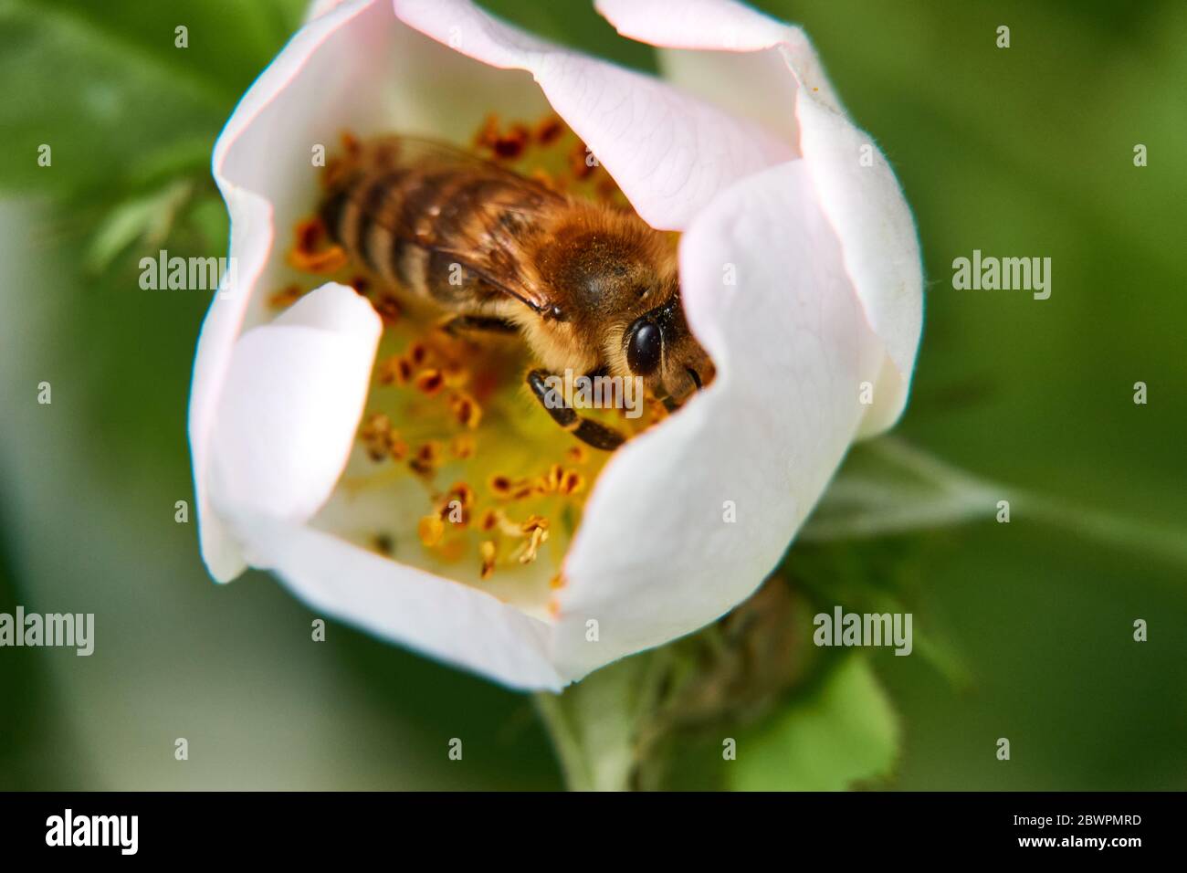 Semi closed wing hi-res stock photography and images - Alamy